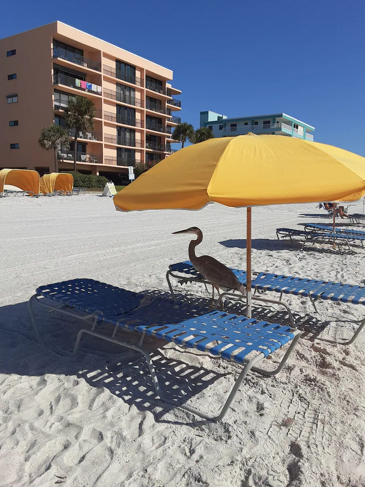 Beautiful Condo For Families, Couples, And Friends. - Redington Beach, FL