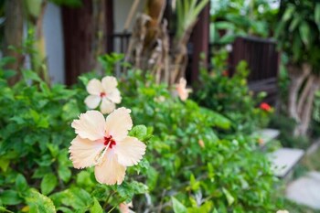Weekender Bungalow - Ko Samui